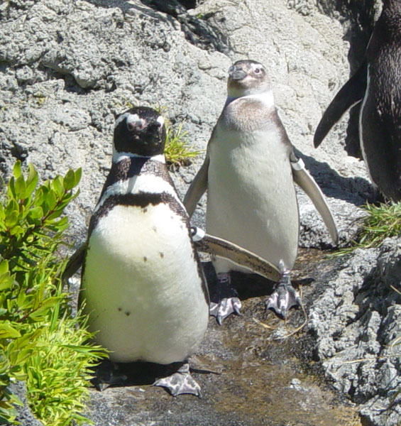 Magellanic penguins | Pics4Learning