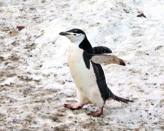 Chinstrap penguin | Pics4Learning