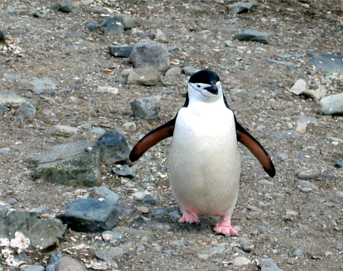 Chinstrap penguin | Pics4Learning