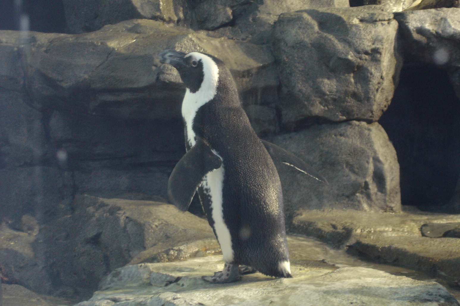 Penguin | Pics4Learning