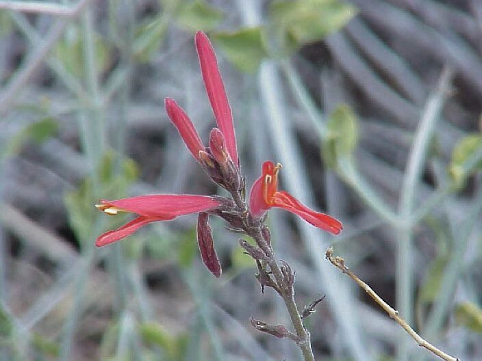 Penstemon flower | Pics4Learning