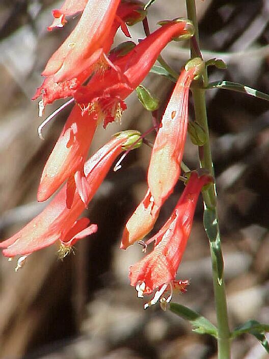 Penstemon Close-up | Pics4Learning