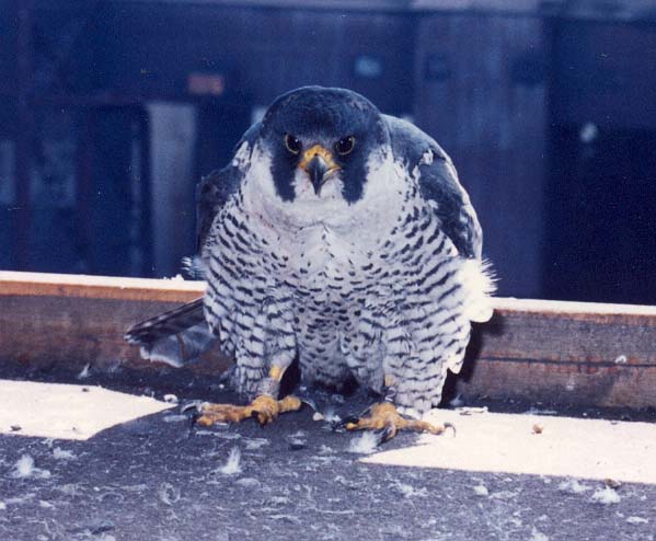 female peregrine falcon at her nest site | Pics4Learning
