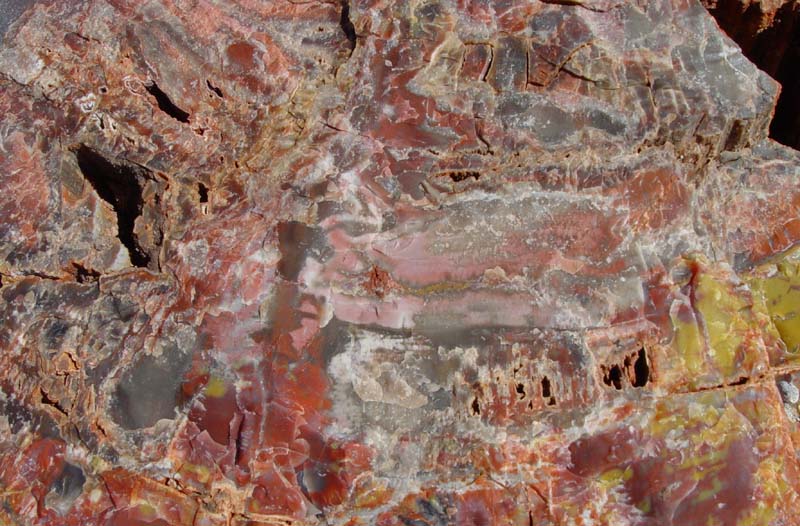 Petrified Tree | Pics4Learning