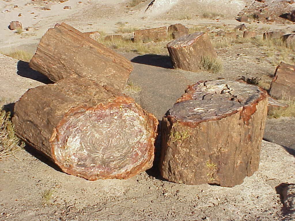 Log - petrified | Pics4Learning