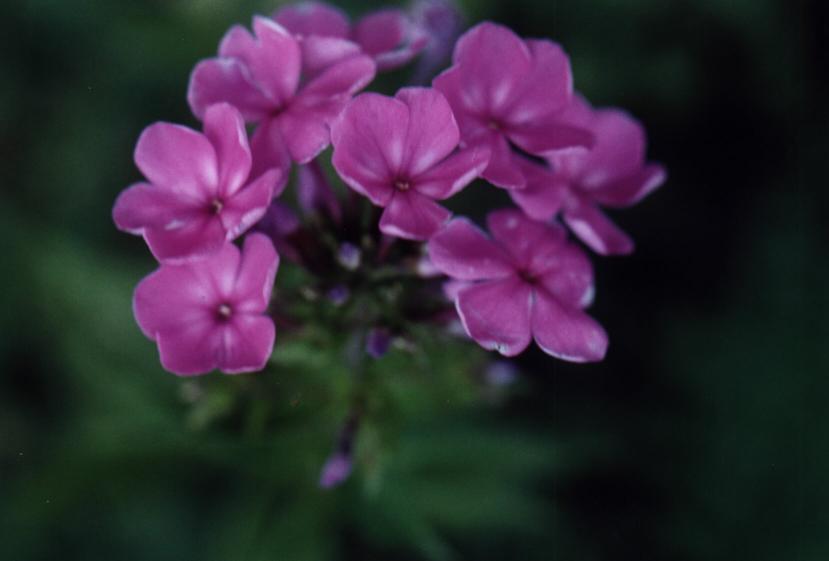 phlox flower | Pics4Learning