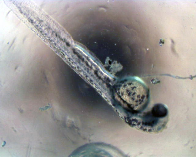 newly hatched zebra fish | Pics4Learning