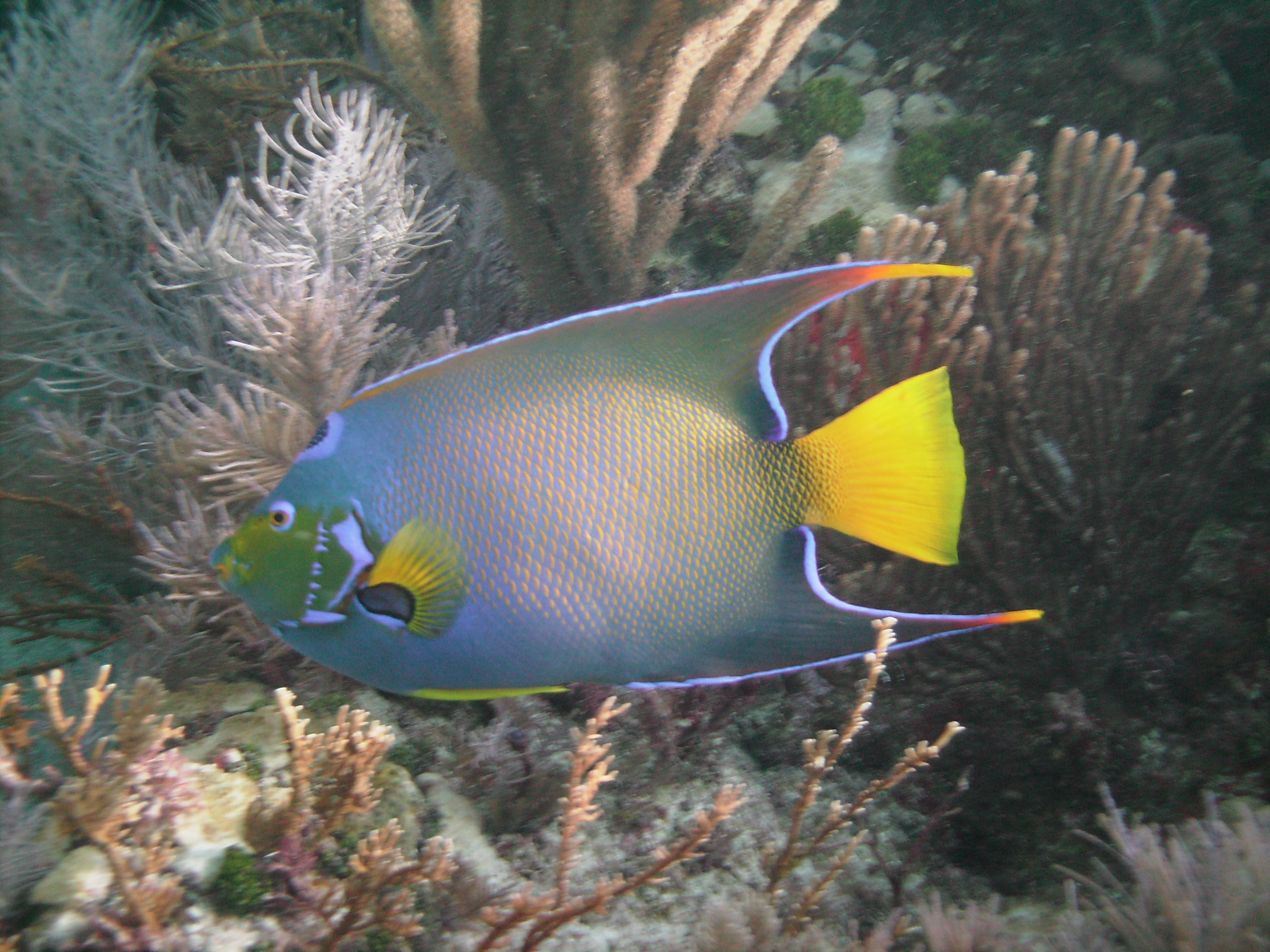 Queen Angel Fish | Pics4Learning