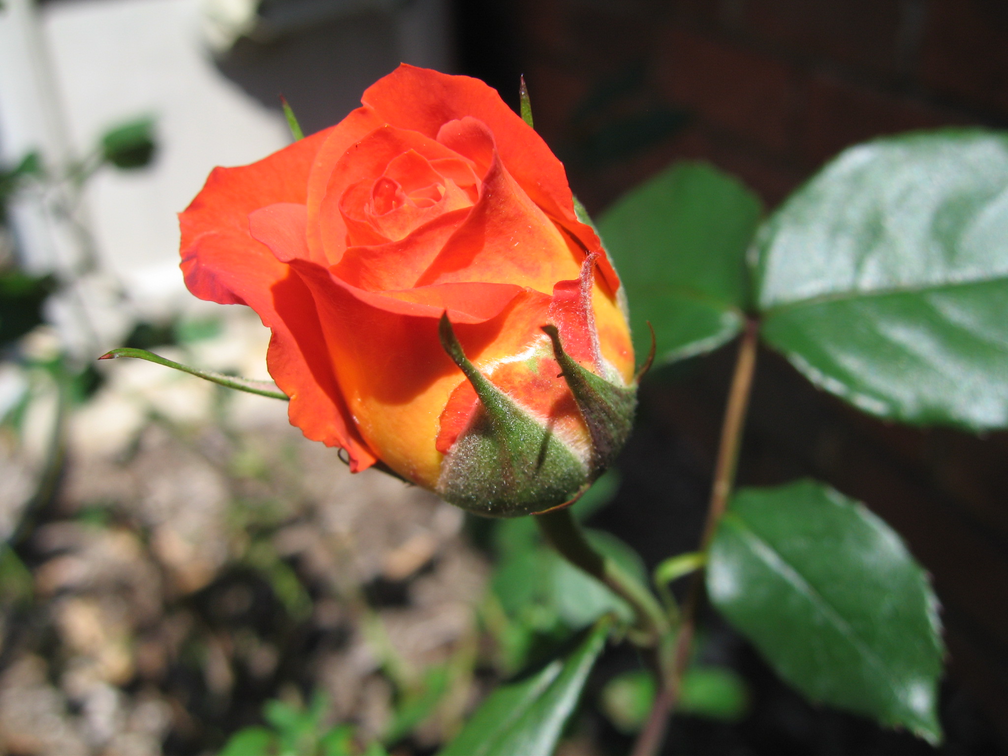 orange-yellow rose | Pics4Learning