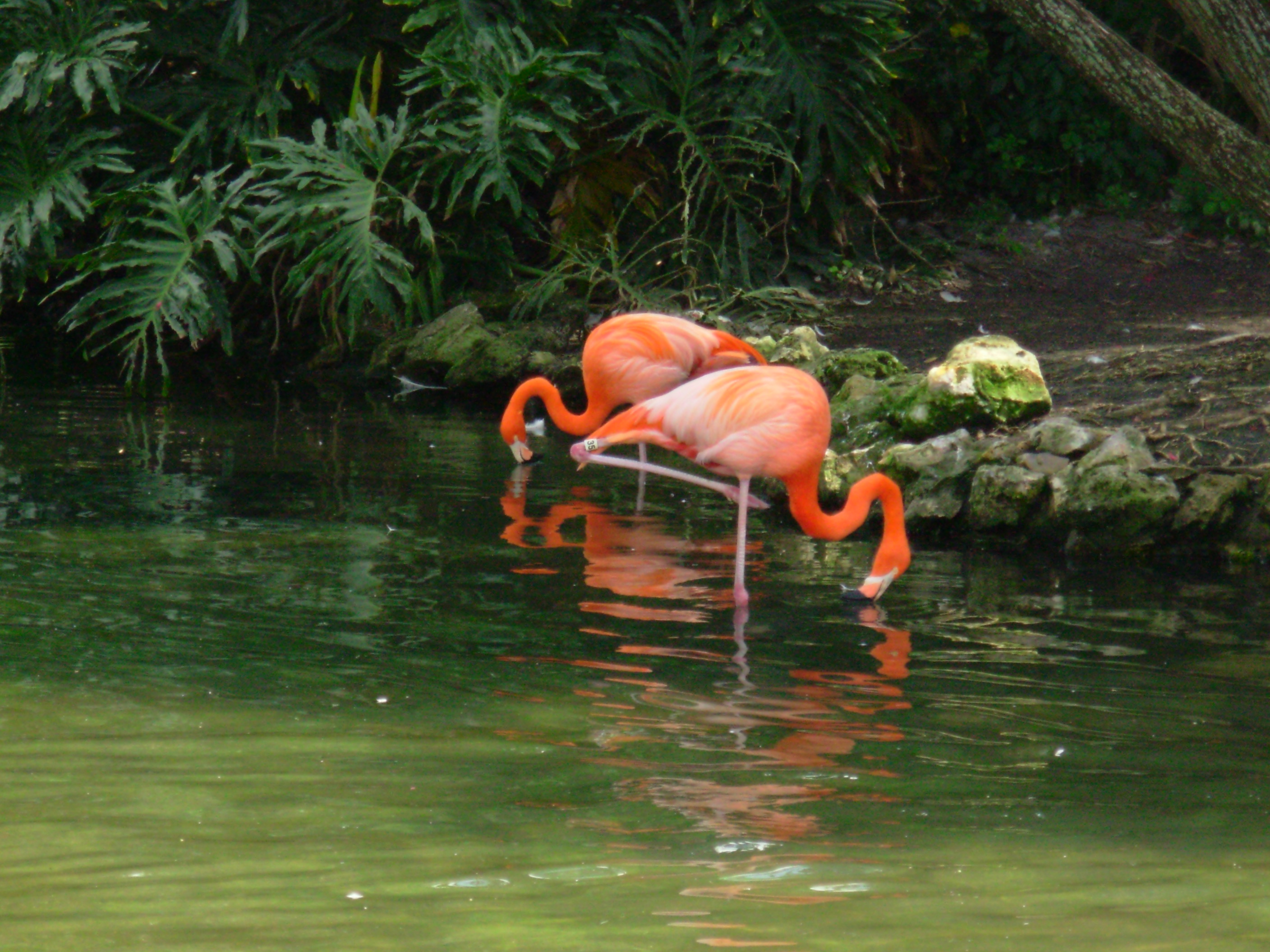 Flamingos | Pics4Learning