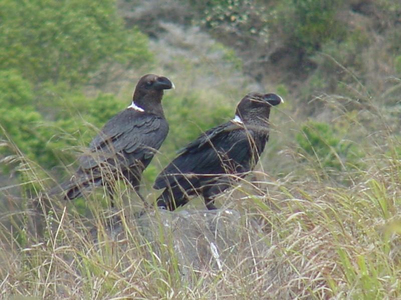Pied Pair | Pics4Learning