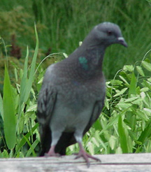 pigeon | Pics4Learning