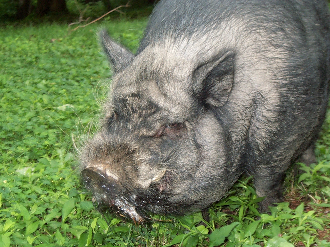 Pig Face | Pics4Learning