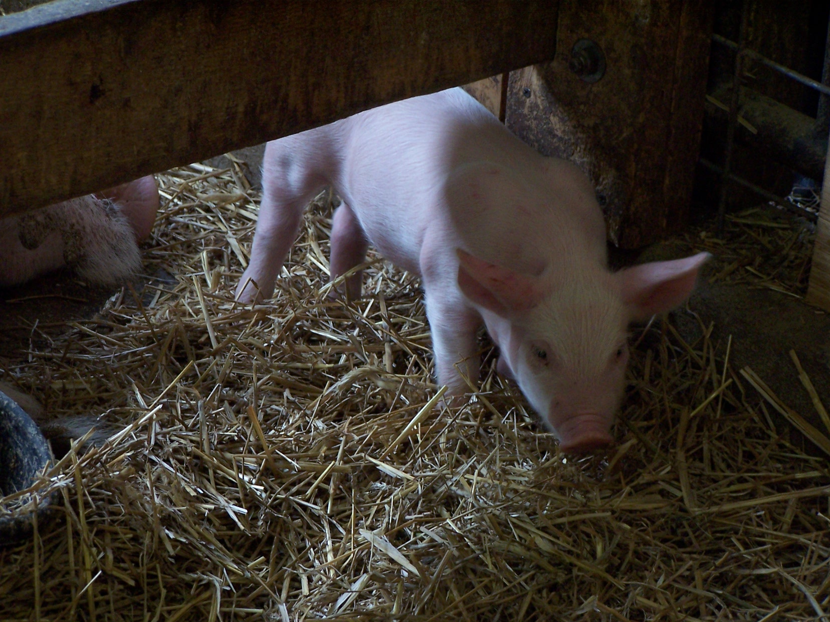 Piglet | Pics4Learning