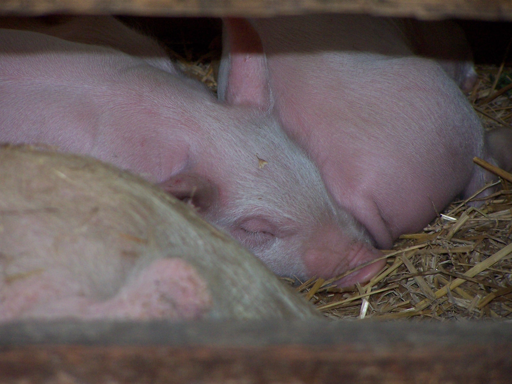 Piglets snoozing | Pics4Learning