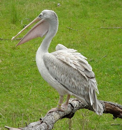 Pink-Backed Pelican | Pics4Learning