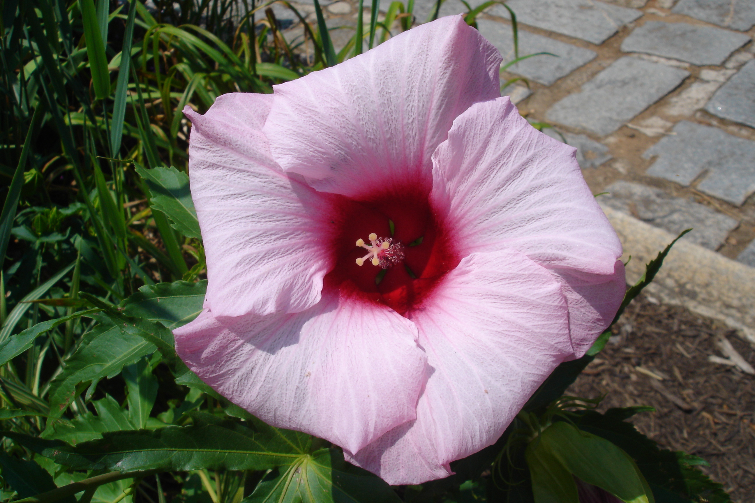 Pink Hibiscus | Pics4Learning