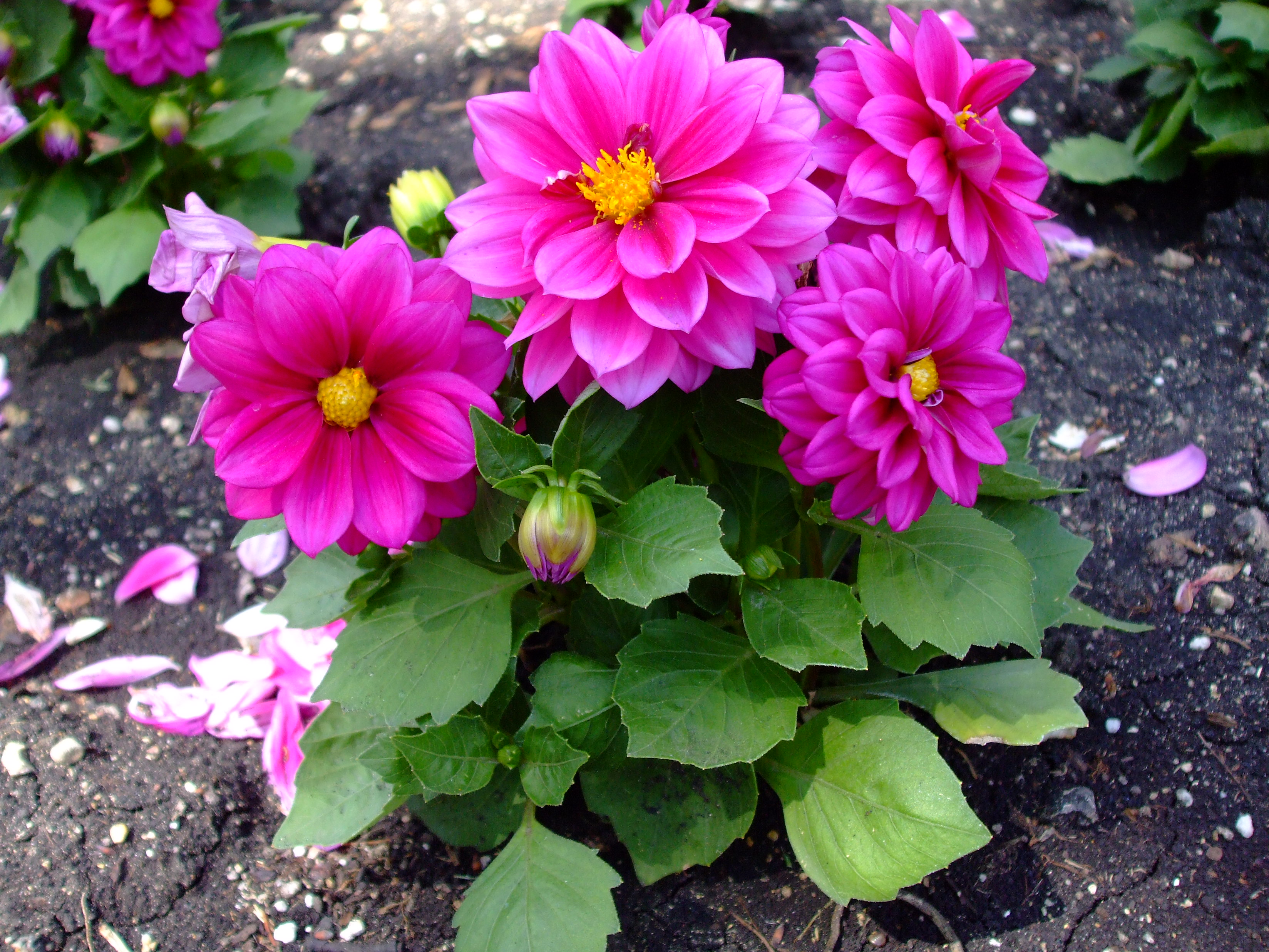 PINK FLOWERS | Pics4Learning