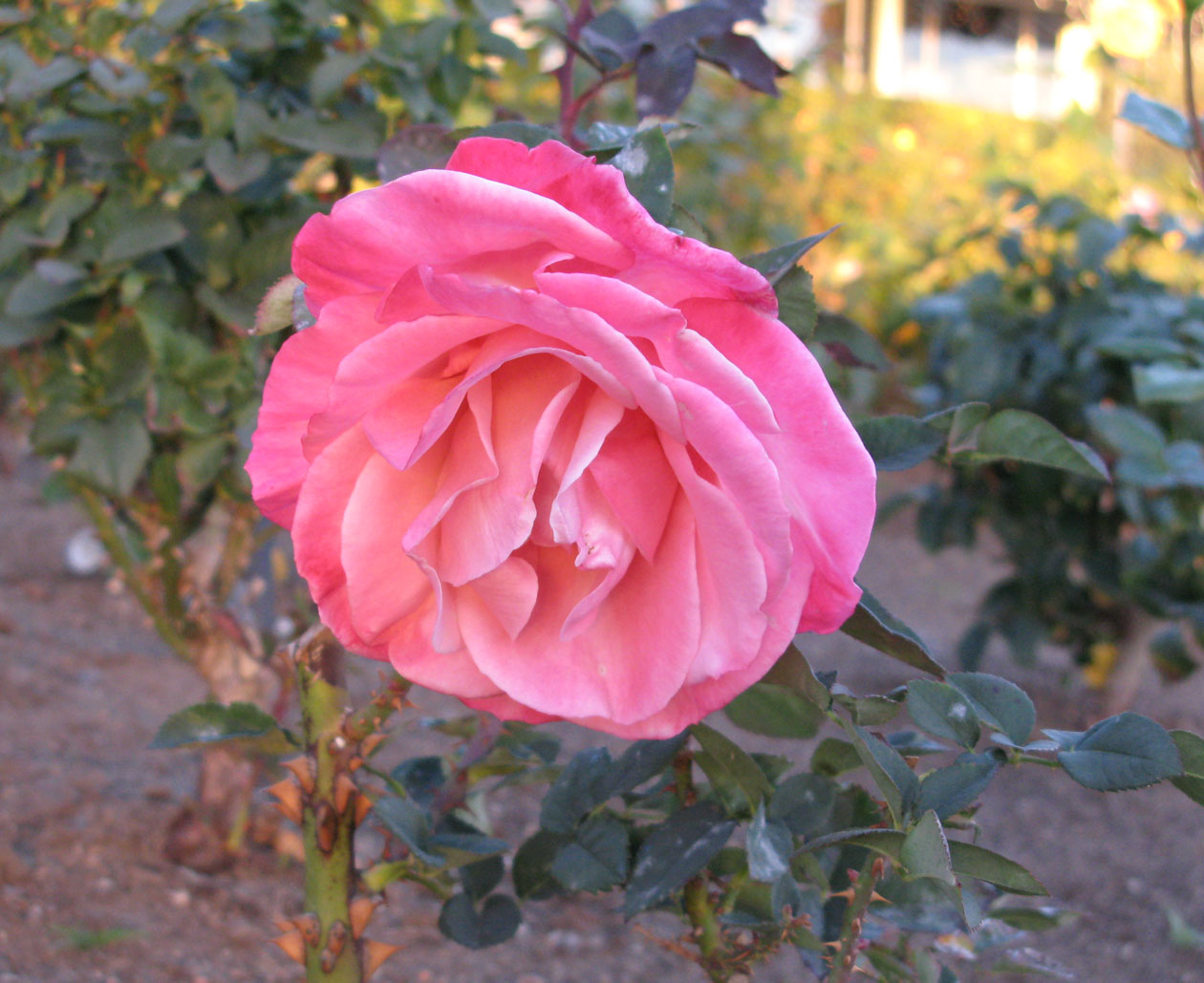 pink rose | Pics4Learning