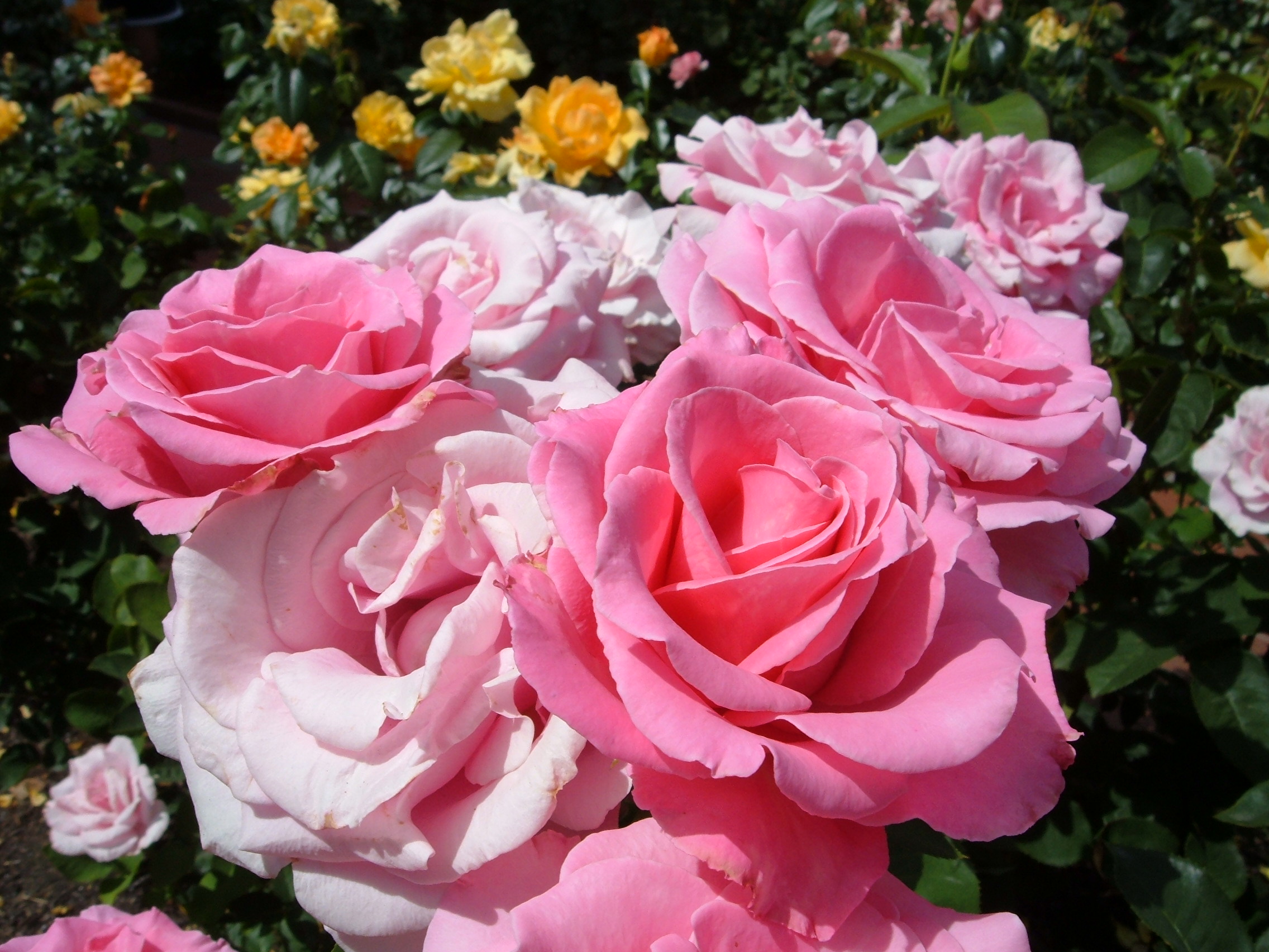 Roses | Pics4Learning