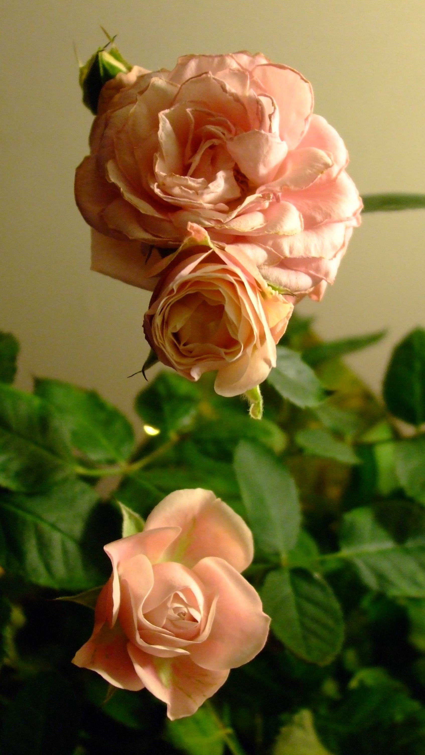 ROSES | Pics4Learning