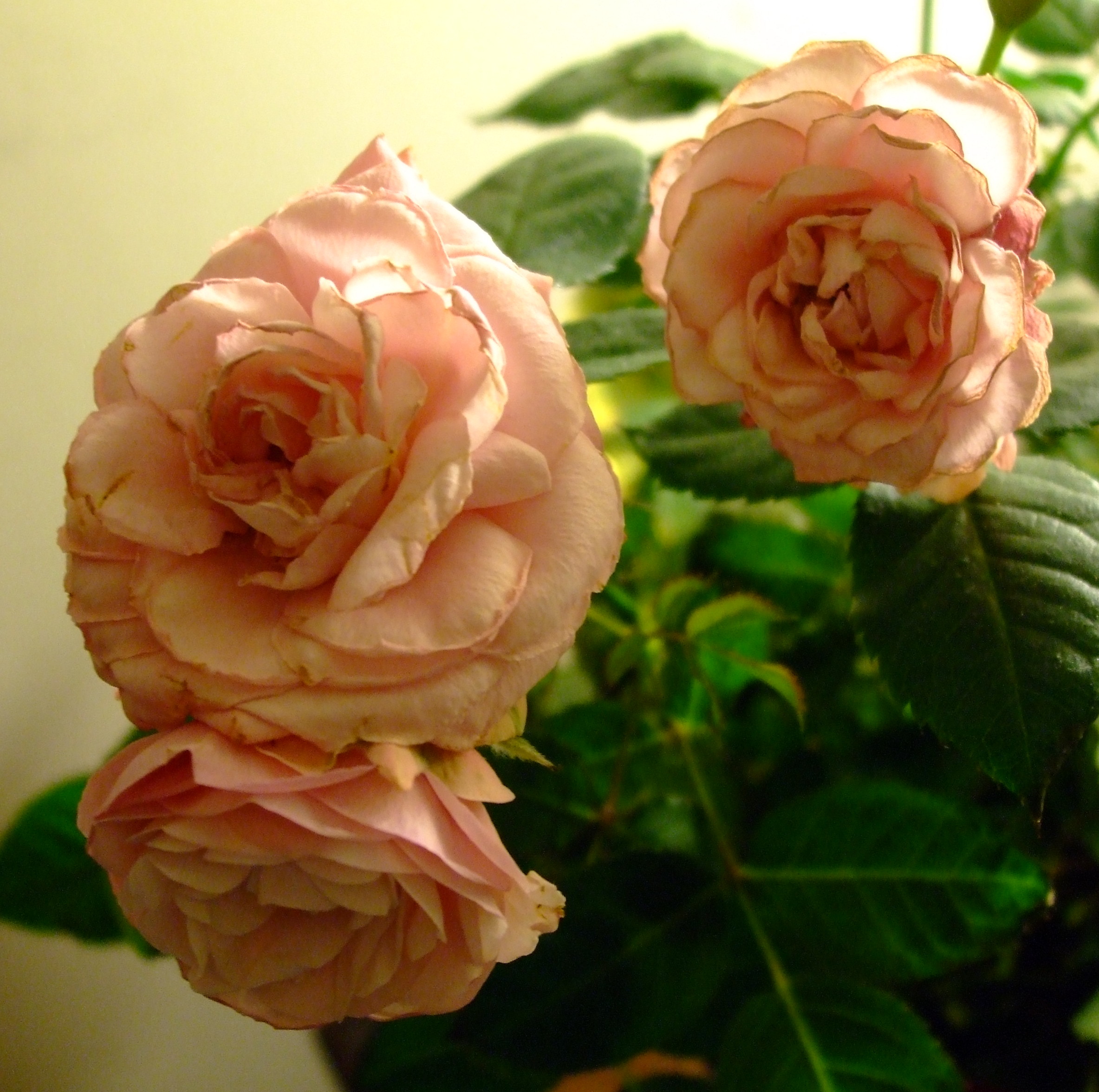 ROSES | Pics4Learning