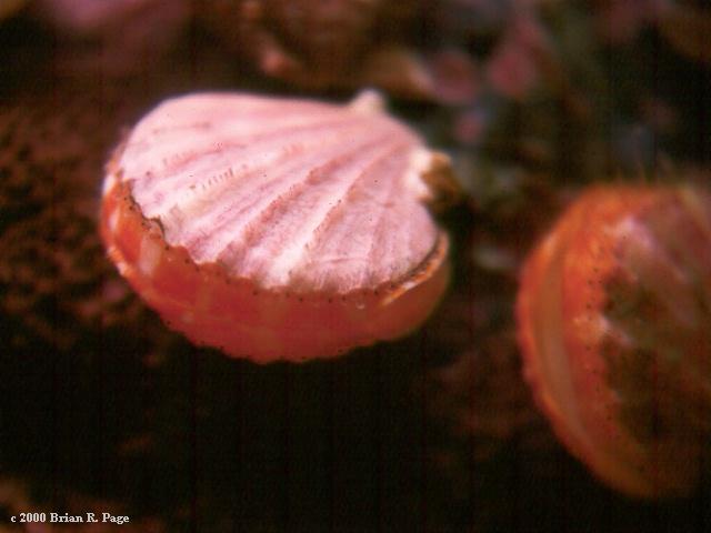 Pink scallop | Pics4Learning