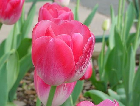 Pink Tulip | Pics4Learning