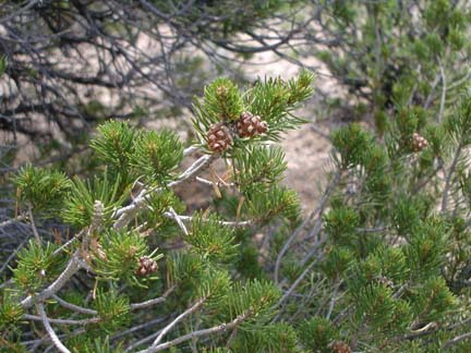 Pinyon Pine | Pics4Learning