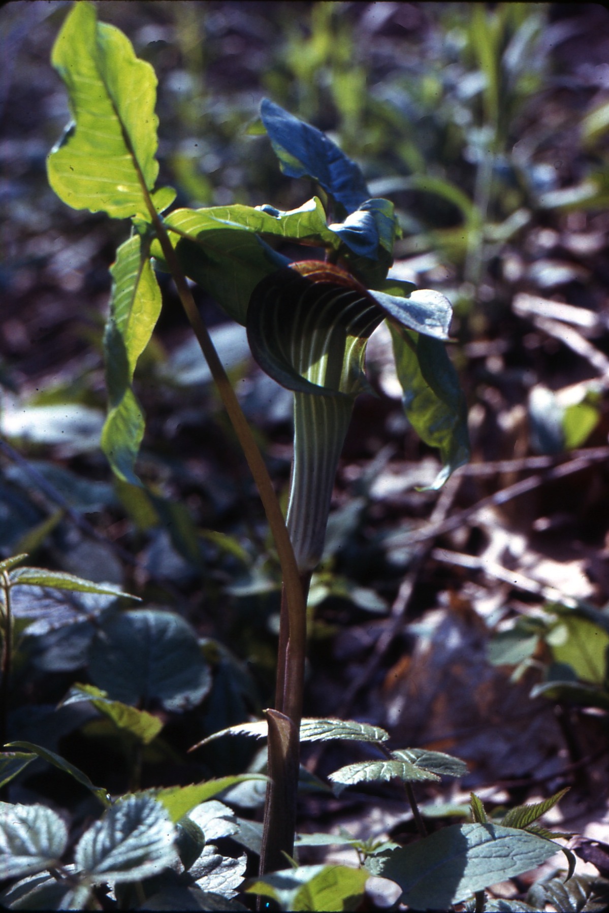 Pitcher Plant | Pics4Learning