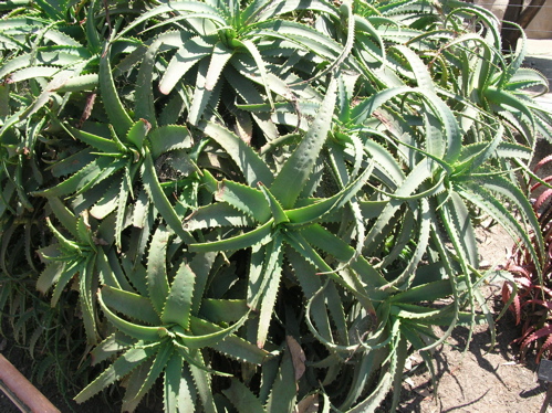 Aloe Plant | Pics4Learning