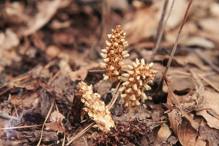 Squaw Root | Pics4Learning