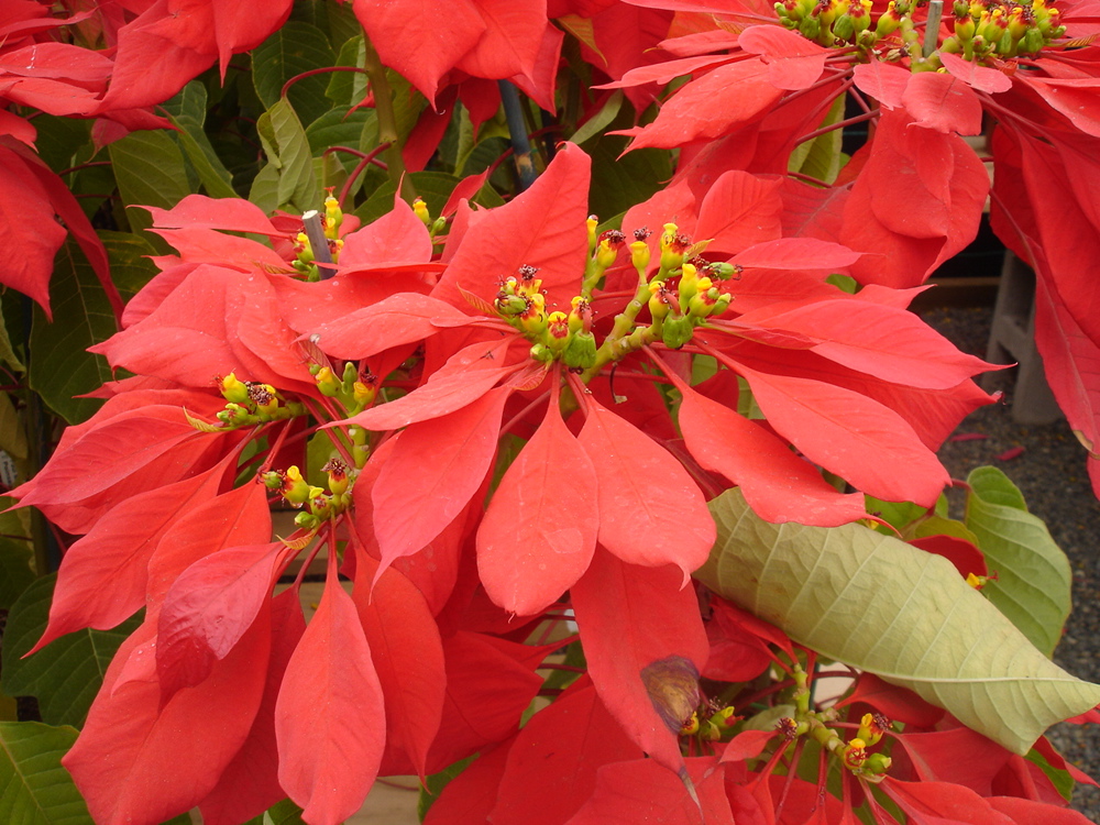 Poinsettia | Pics4Learning