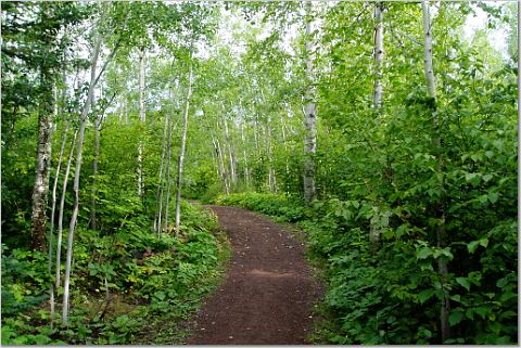 Young poplar trees line the trail to campsites at Tettegouch State Park ...