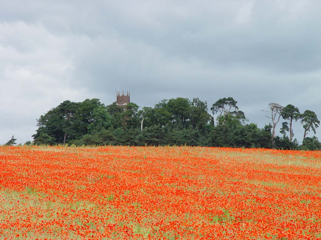 Poppy Field | Pics4Learning