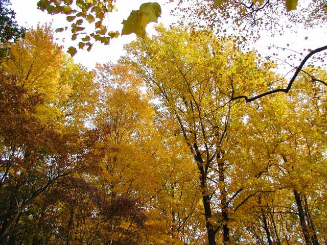 fall poplar leaves | Pics4Learning