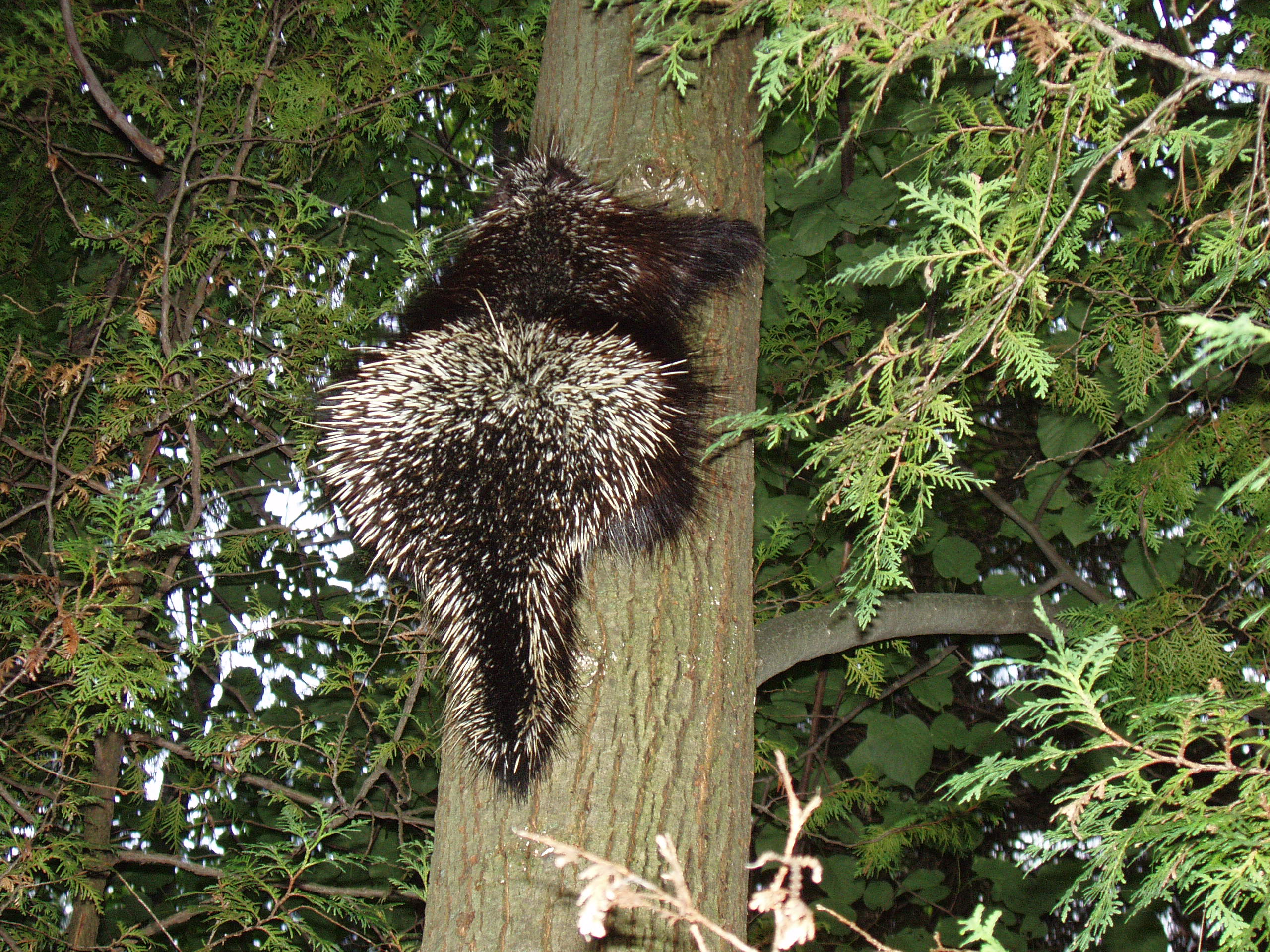 porcupine on tree | Pics4Learning