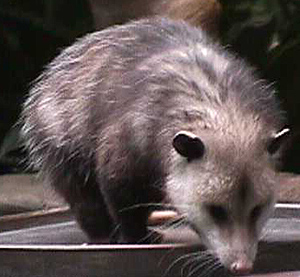 Possum | Pics4Learning