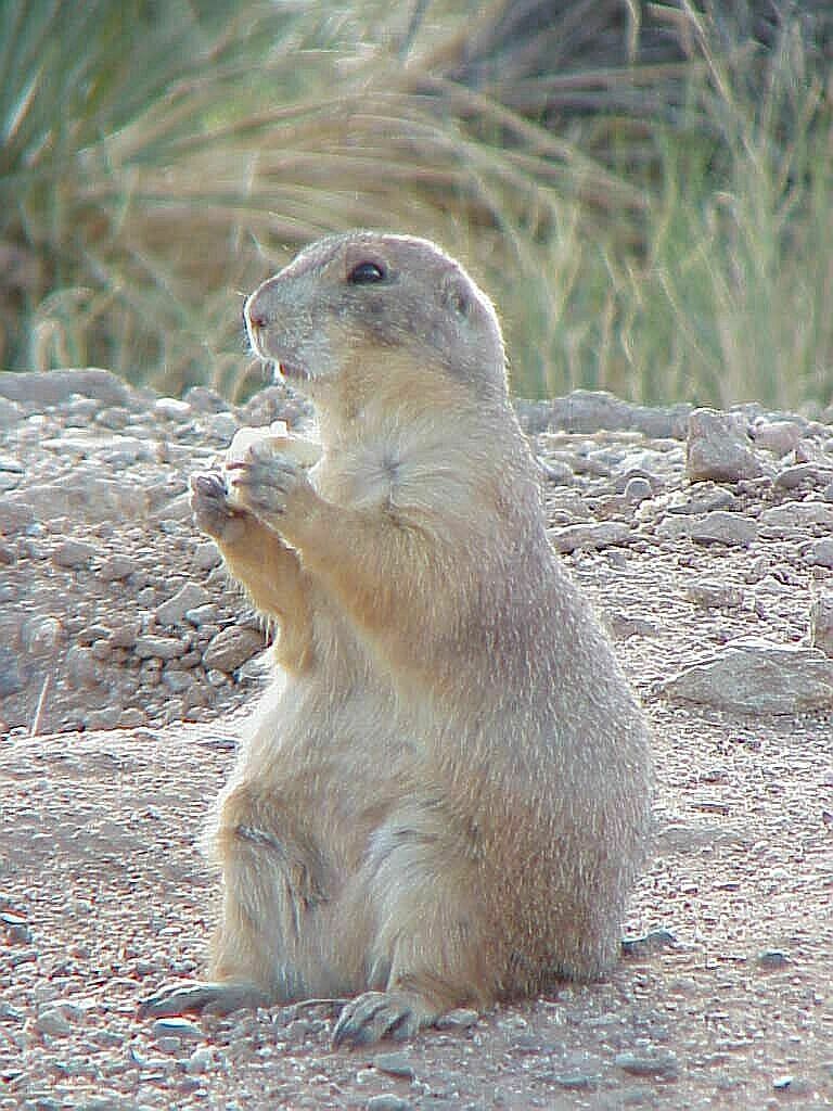 Prairie dog | Pics4Learning