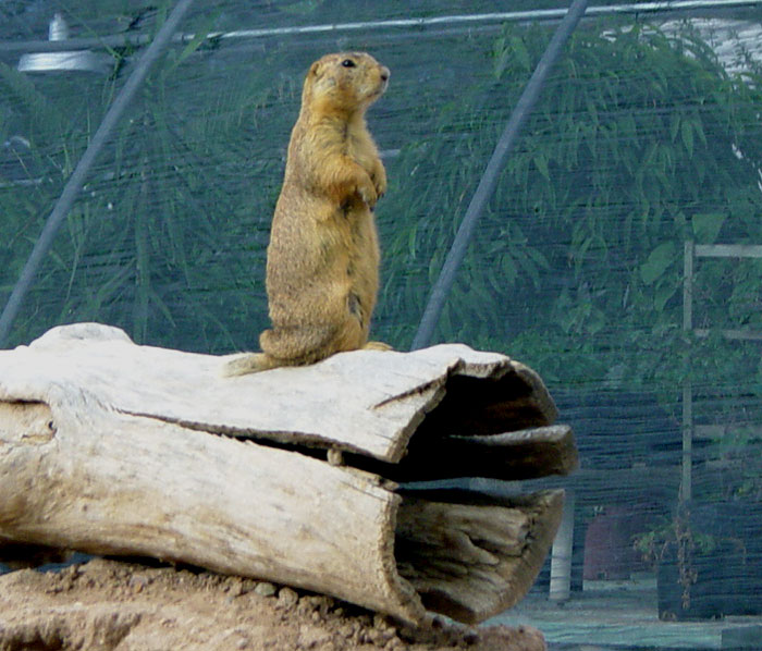 Prairie dogs | Pics4Learning
