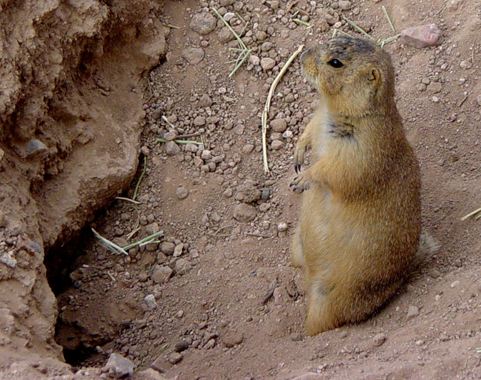 Prairie dogs | Pics4Learning