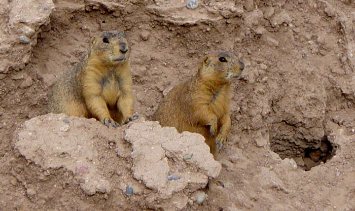 Prairie dogs | Pics4Learning