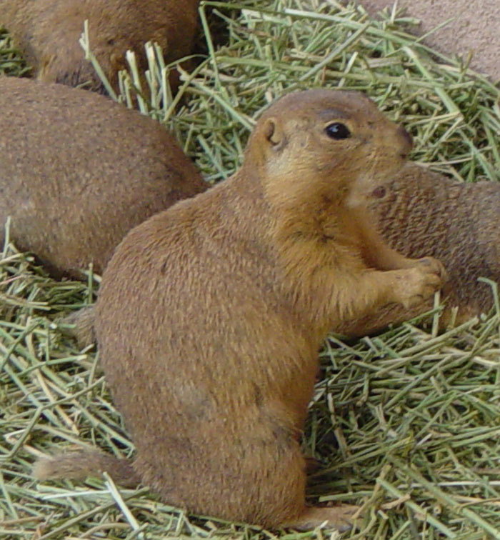 Prairie dogs | Pics4Learning