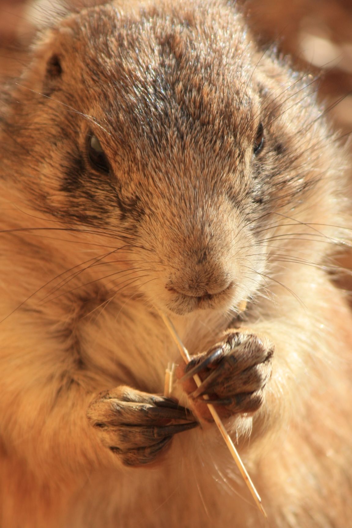 Prairie Dog | Pics4Learning