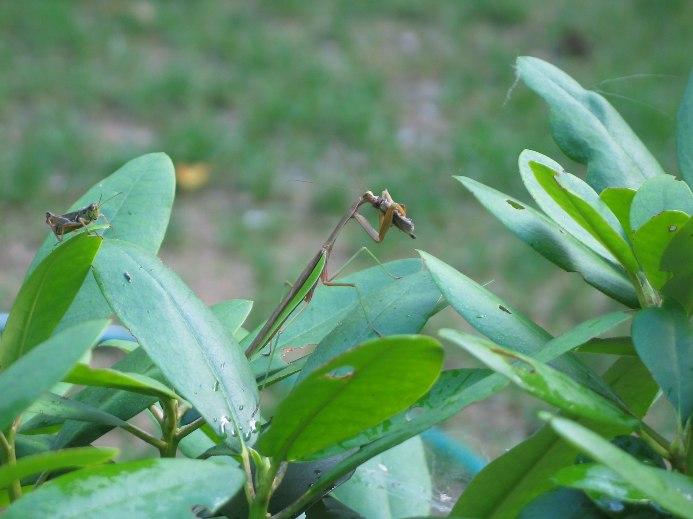 Praying Mantis preying | Pics4Learning
