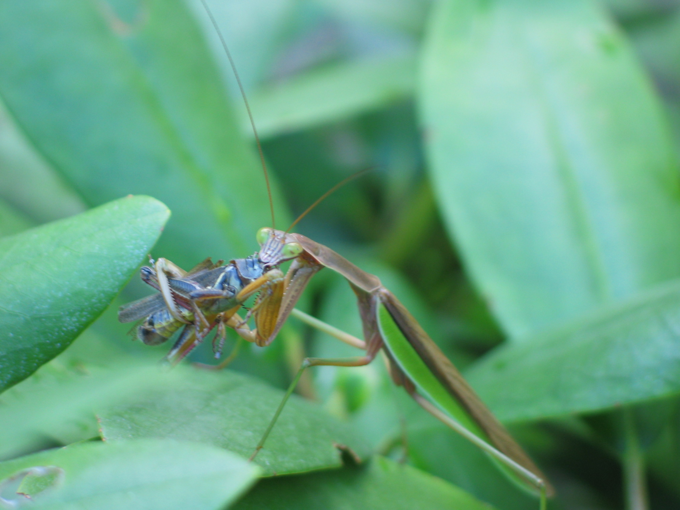 Praying Mantis preying | Pics4Learning