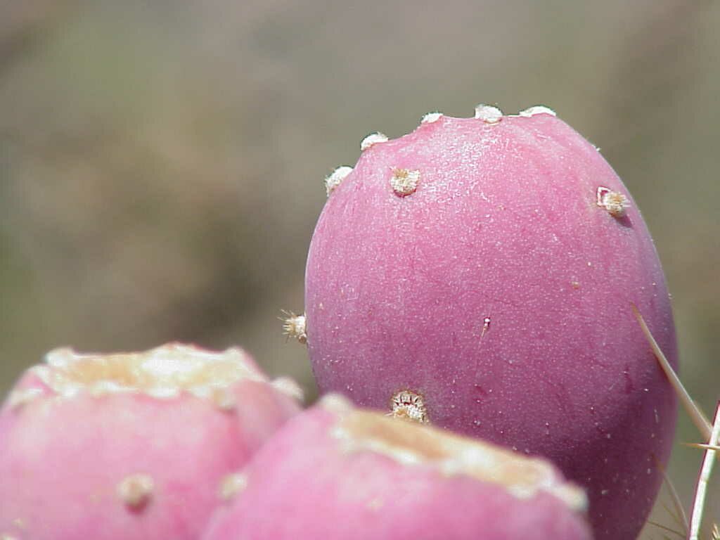Prickly Pear Fruit | Pics4Learning