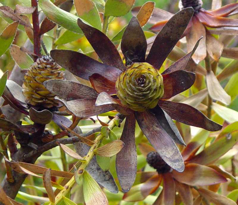Protea Flowers | Pics4Learning