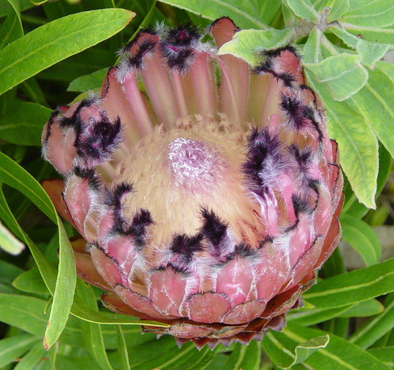 Protea Flowers | Pics4Learning