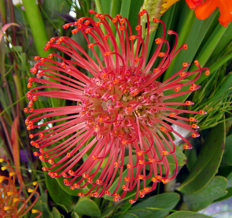 Protea Flowers | Pics4Learning